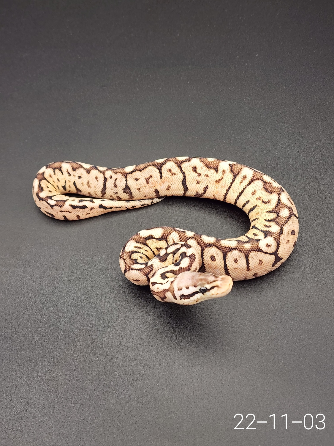 HRA Bumblebee Ball Python by Morph Mechanics - MorphMarket