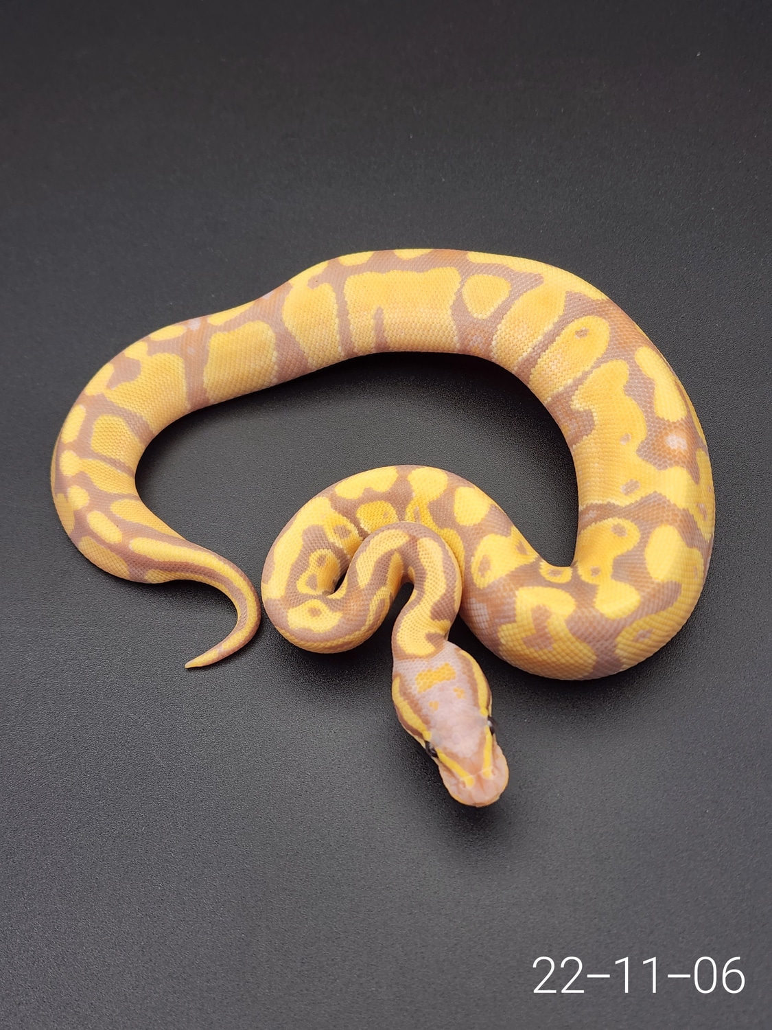 Banana Pastel Enchi Arroyo Pos YB Ball Python by Morph Mechanics ...