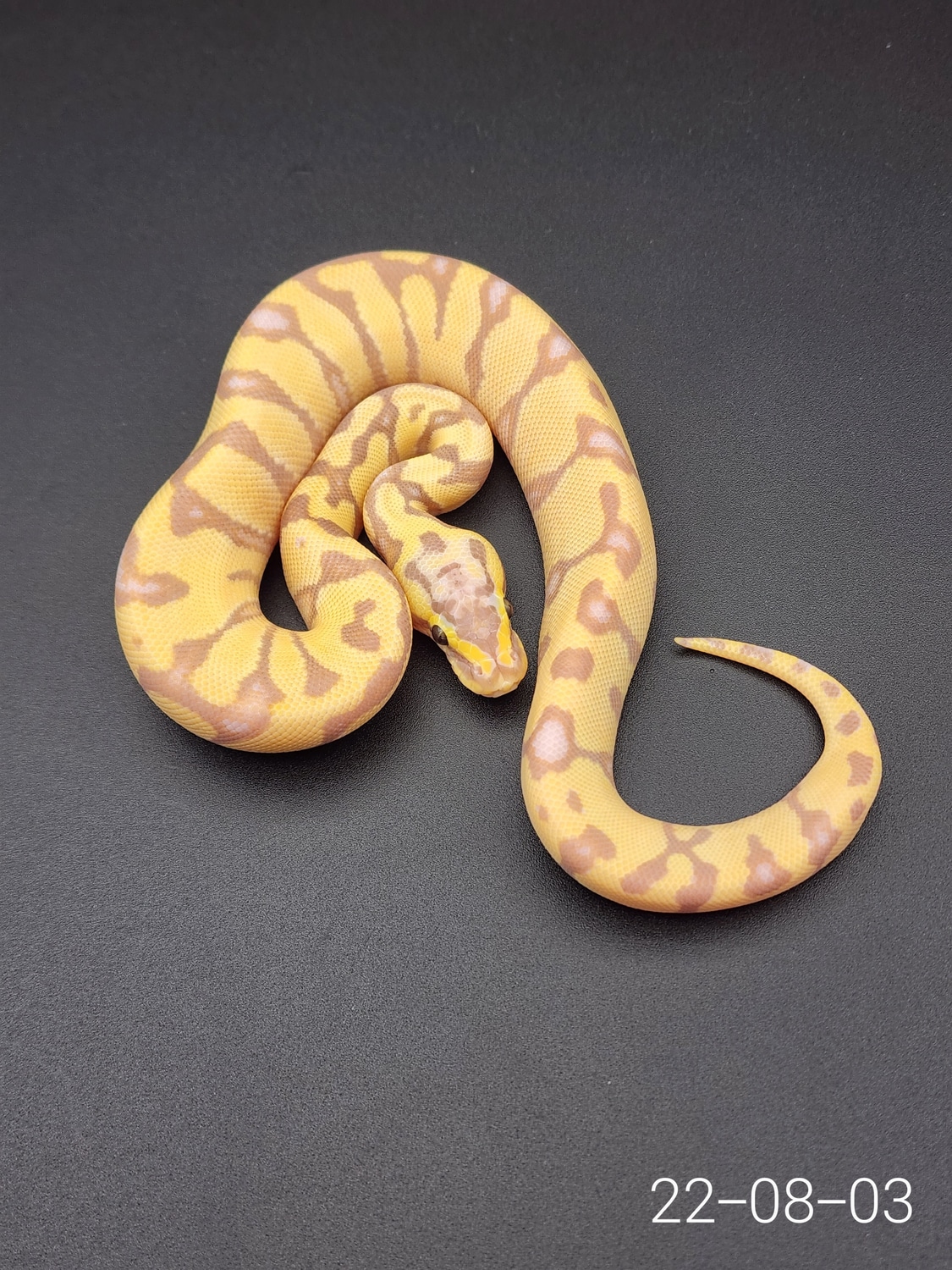 Banana Pastel Super Enchi Ball Python by Morph Mechanics - MorphMarket