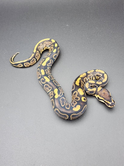 Sable 100% Het Clown Ball Python by Morph Mechanics