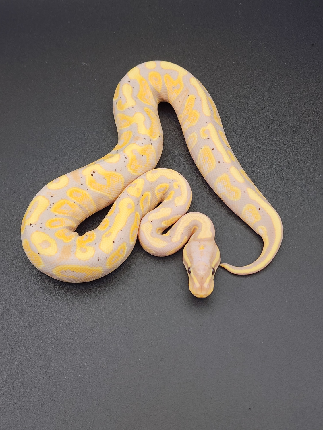 Banana Fire Black Pastel YB Arroyo Ball Python by Morph Mechanics - MorphMarket