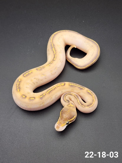 Phantom Highway 66% Het Pied Ball Python by Morph Mechanics