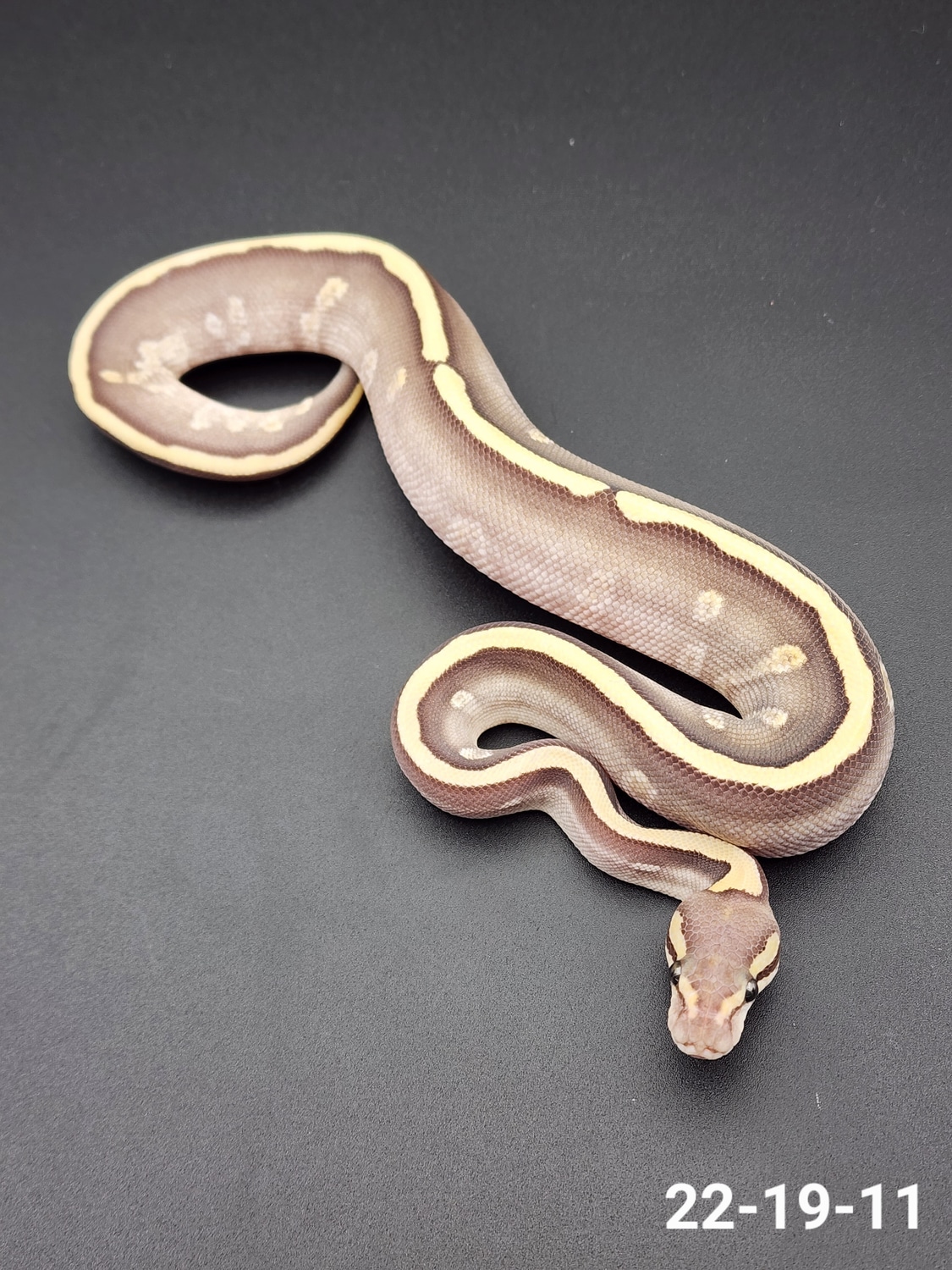 Fire GHI Mojave Het Clown Ball Python by Morph Mechanics - MorphMarket