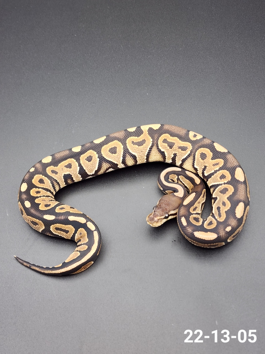 Cinnamon Het Hypo Ball Python by Morph Mechanics - MorphMarket