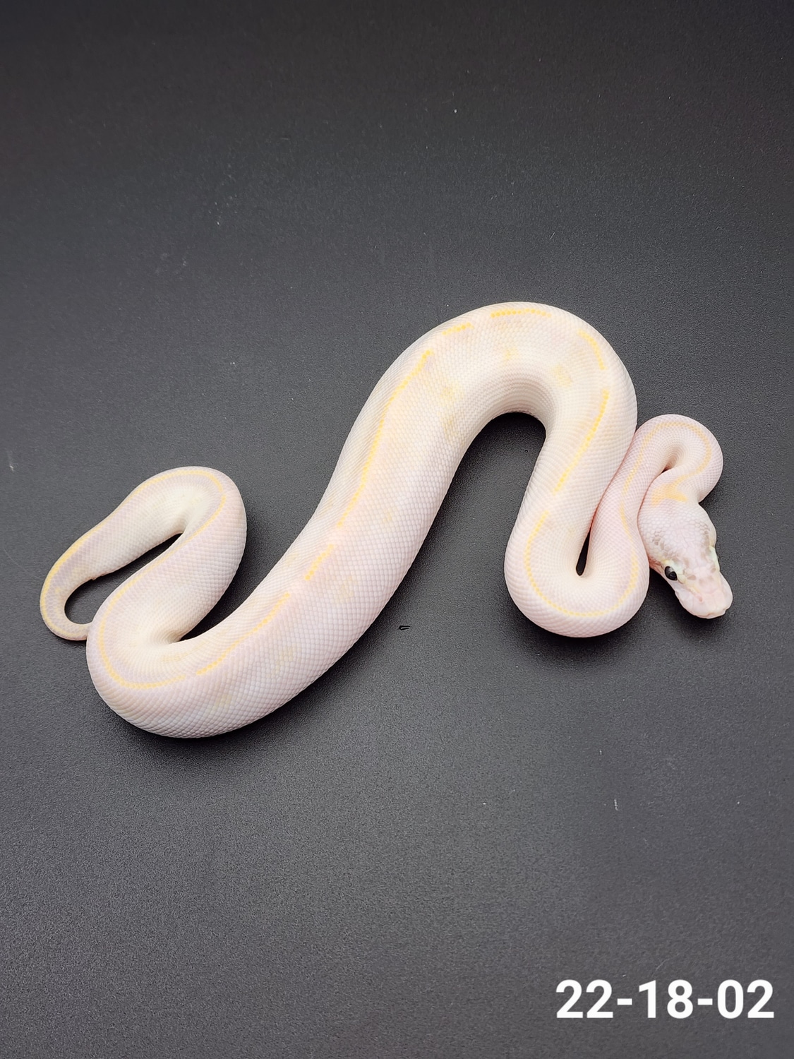 Pastel Phantom Ivory 66% Het Piebald Ball Python by Morph Mechanics ...
