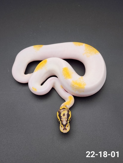 Pastel Highway Piebald Ball Python by Morph Mechanics