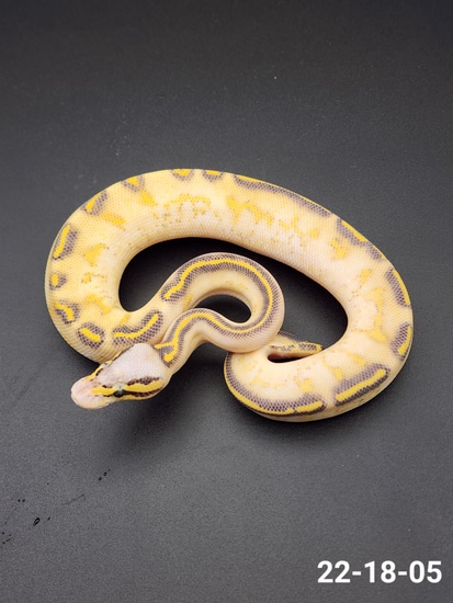 Pastel Phantom Highway 66% Het Pied Ball Python by Morph Mechanics