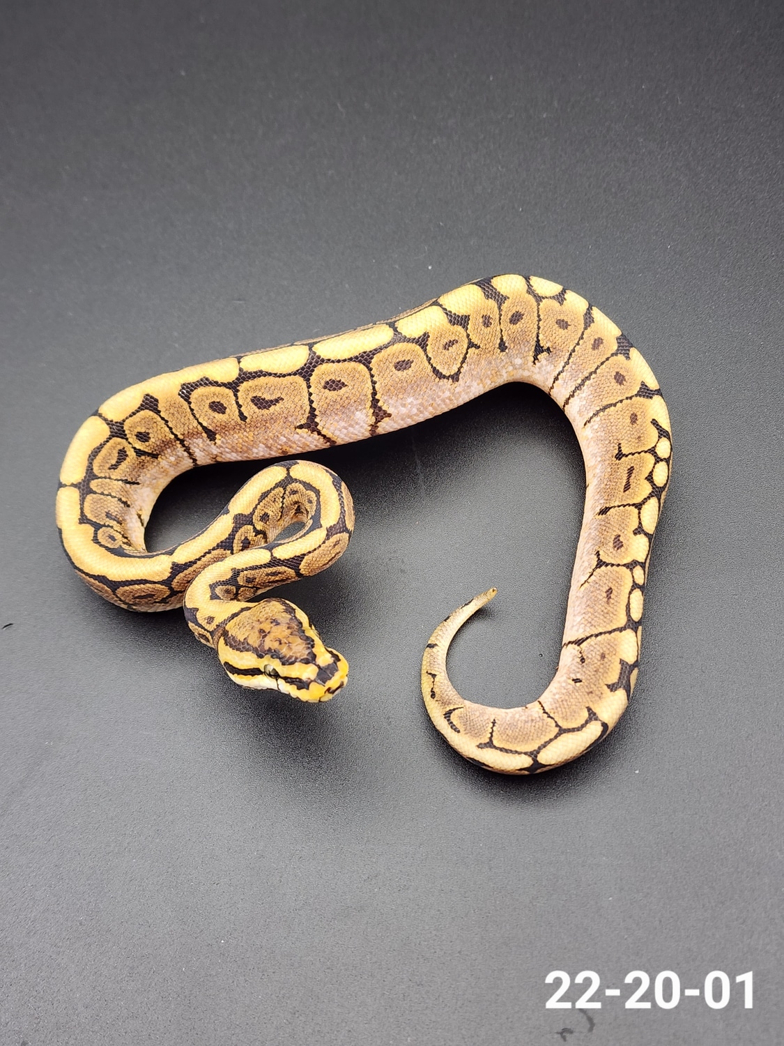 Spider Pos Het Monsoon Ball Python by Morph Mechanics - MorphMarket