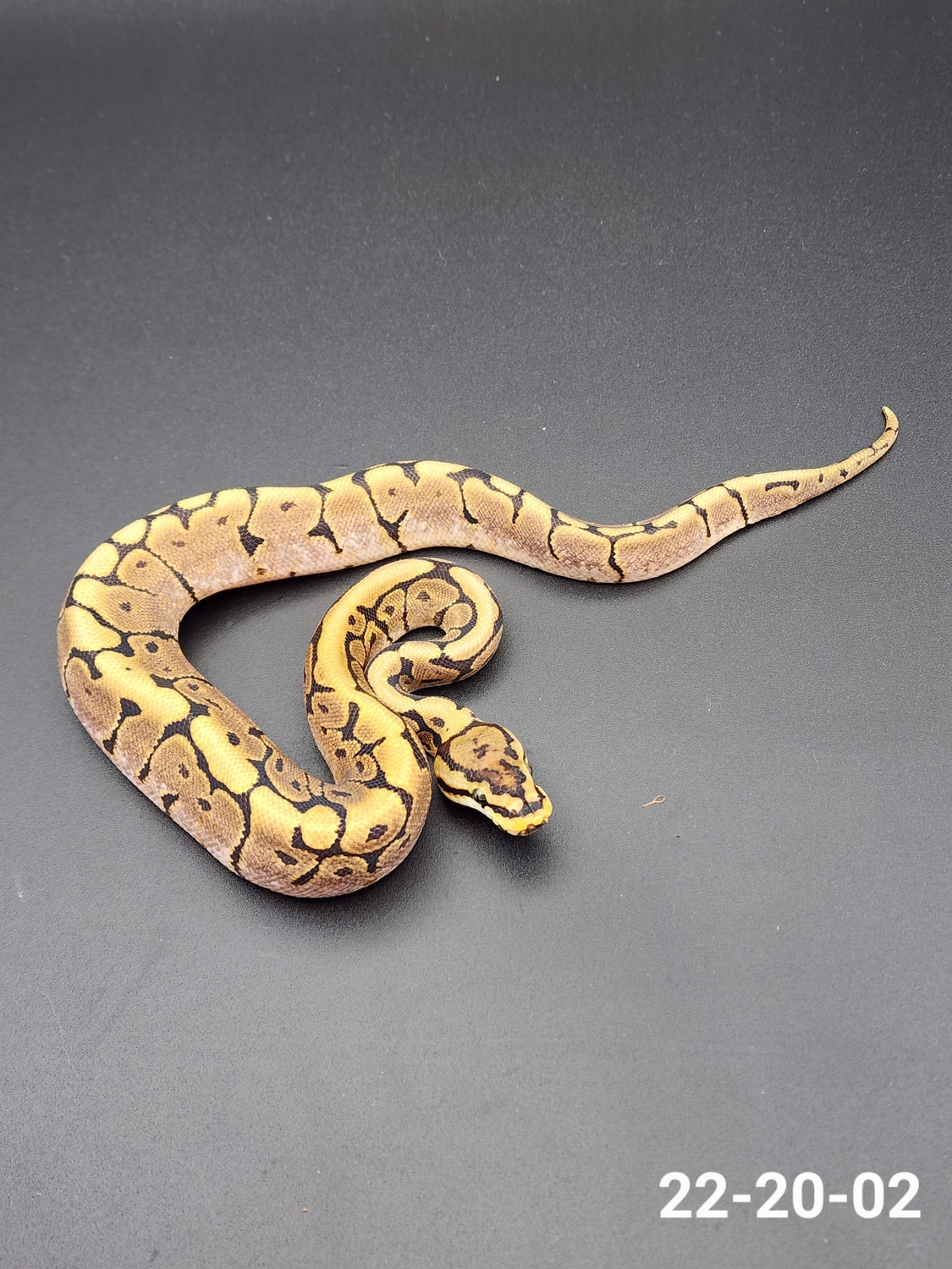 Spider Pos Het Monsoon Ball Python by Morph Mechanics - MorphMarket