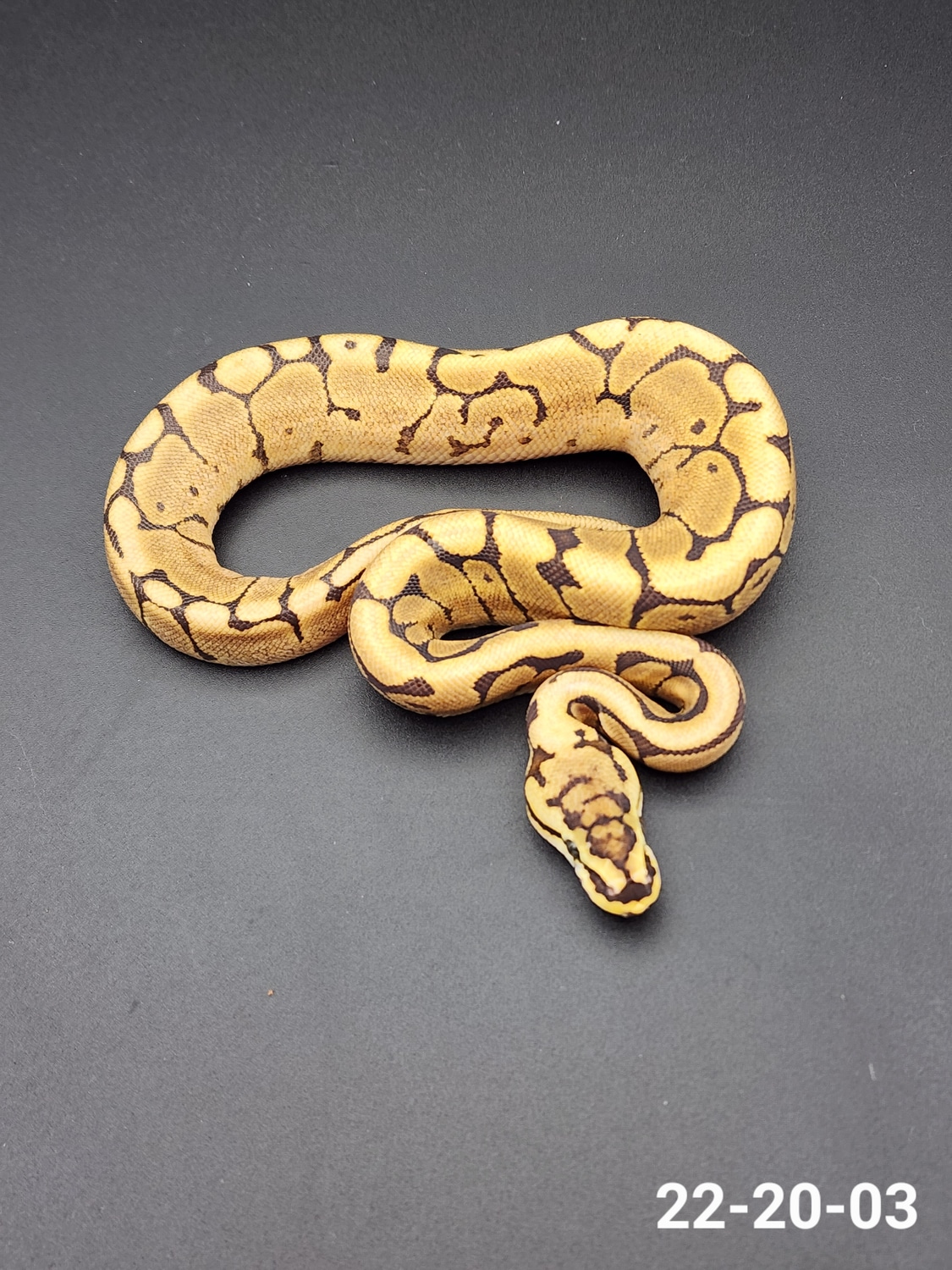 Fire Spider Pos Het Monsoon Ball Python by Morph Mechanics - MorphMarket