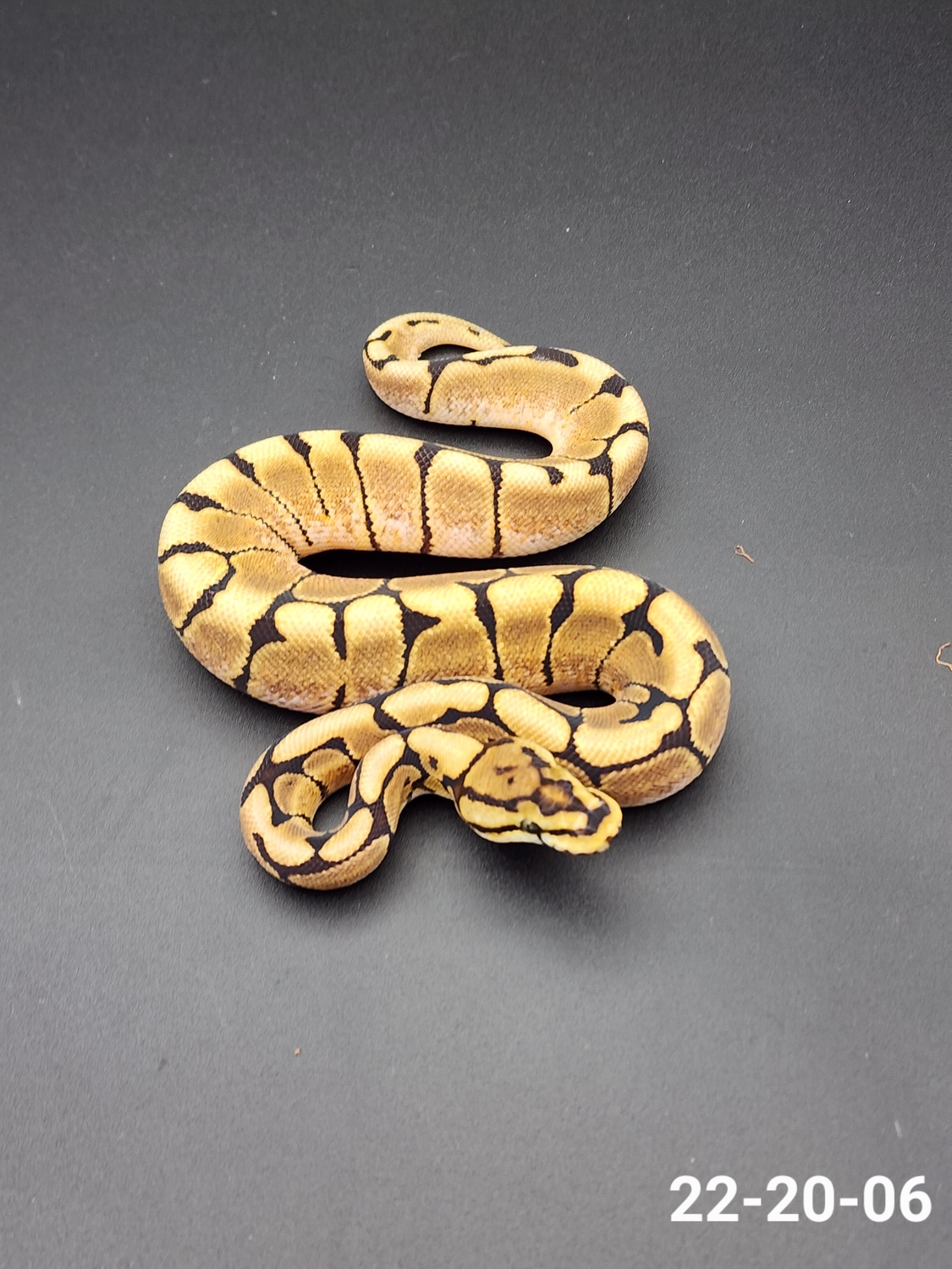 Spider Pos Het Monsoon Ball Python by Morph Mechanics - MorphMarket