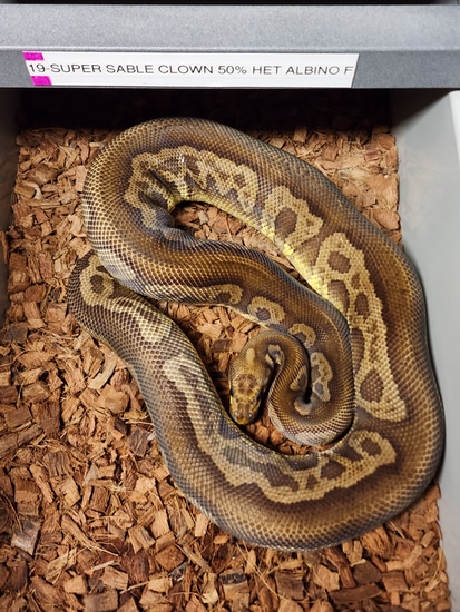 Super Sable Clown Ball Python by Morph Mechanics