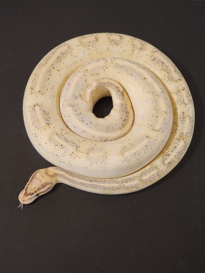 Pastel Highway Het Pied PROVEN BREEDER Ball Python by Morph Mechanics