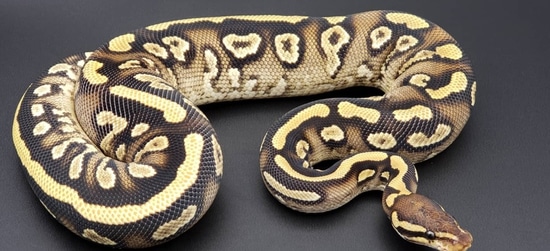 Phantom YB Het Pied **PROVEN BREEDER** Ball Python by Morph Mechanics
