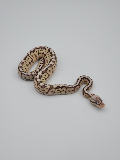 Enchi Pewterbee 50% Het Monsoon Ball Python by Morph Mechanics