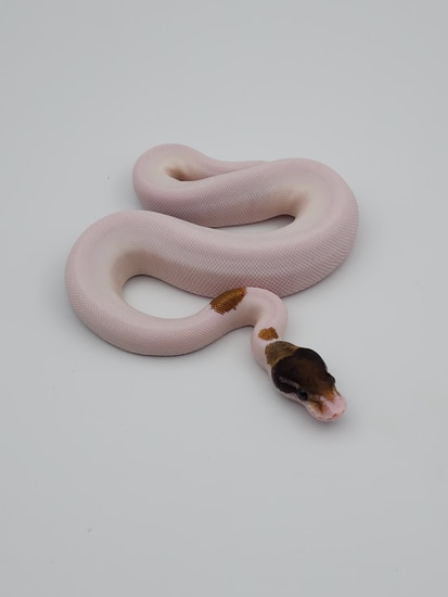 Phantom Highway Pied Ball Python by Morph Mechanics