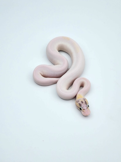 Ivory Pied Ball Python by Morph Mechanics