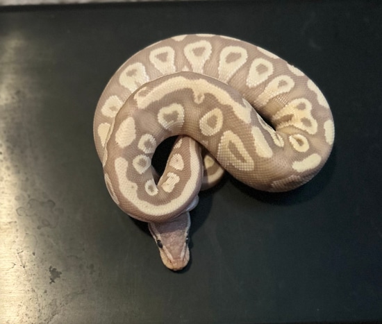 Banana Mojave Ball Python by Surfside Serpents
