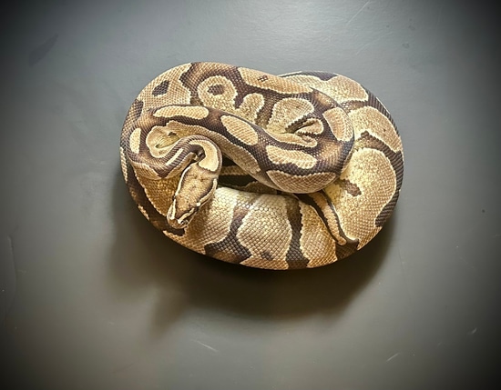 RTB Enchi Fire Ball Python by Surfside Serpents