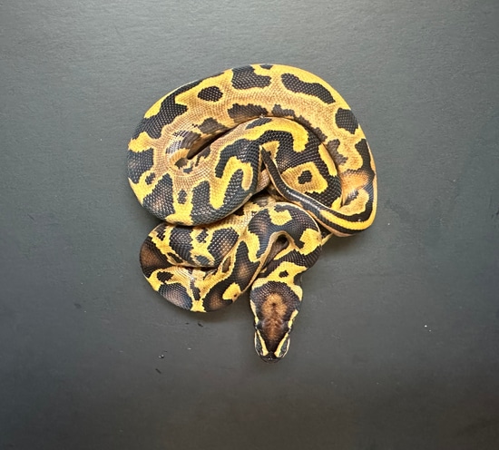 Enchi Fire Leo YB Ball Python by Surfside Serpents