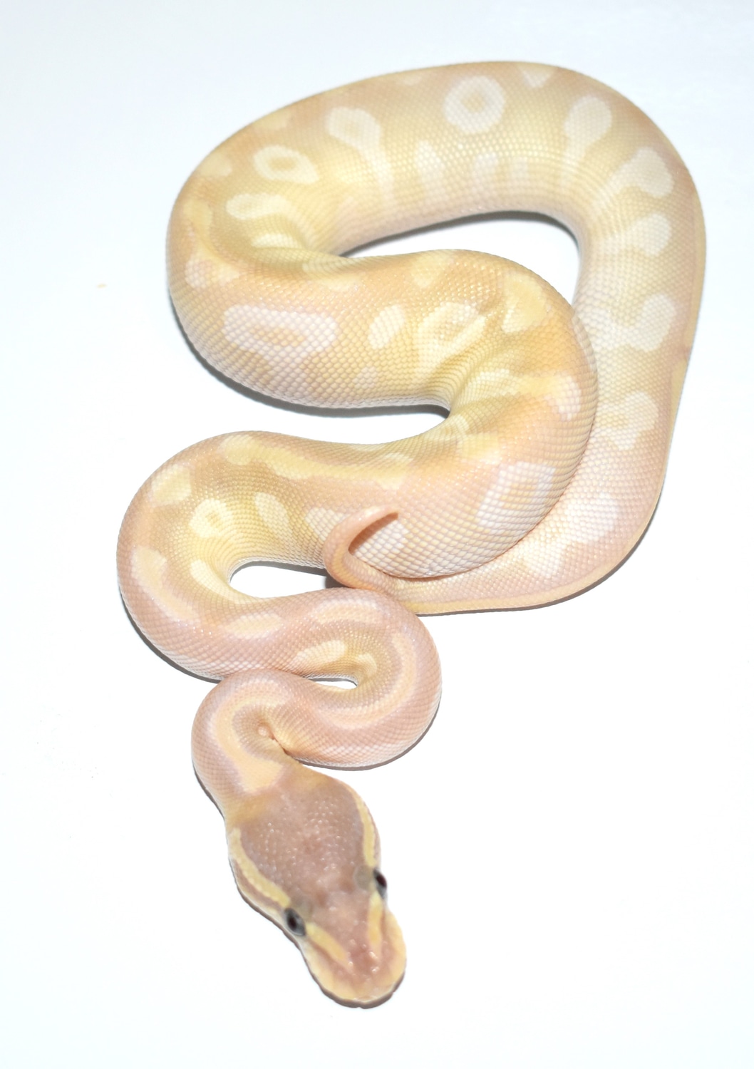 Disco Crystal Ball Python by SNB Reptiles - MorphMarket