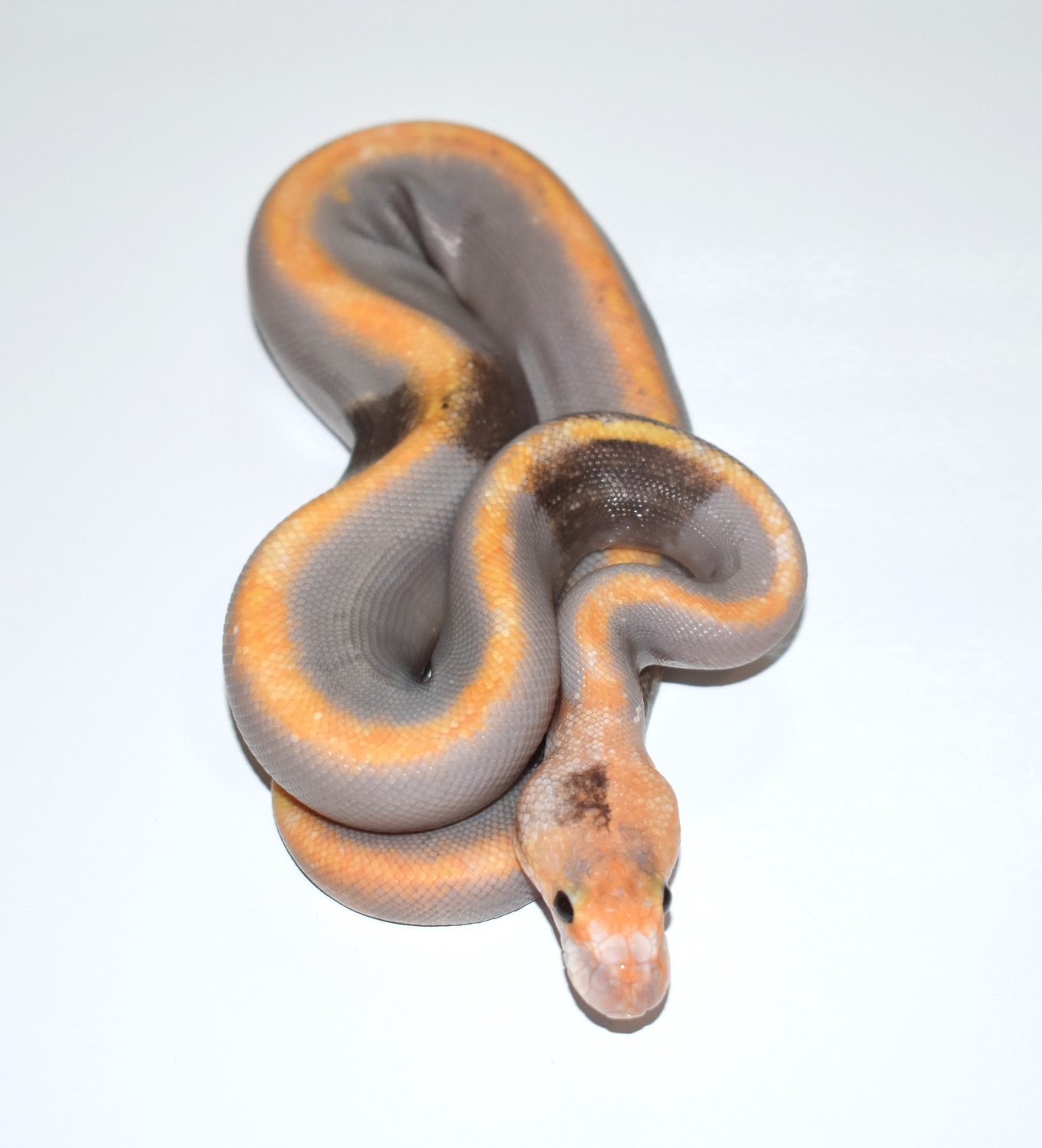 GHI Champagne Ghost Ball Python by SNB Reptiles - MorphMarket