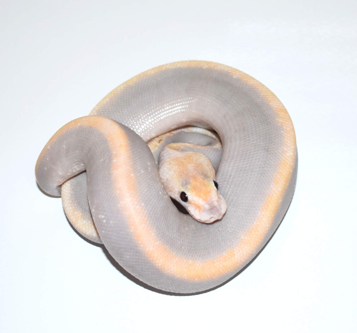 GHI Champagne Mojave Ghost Ball Python by SNB Reptiles - MorphMarket