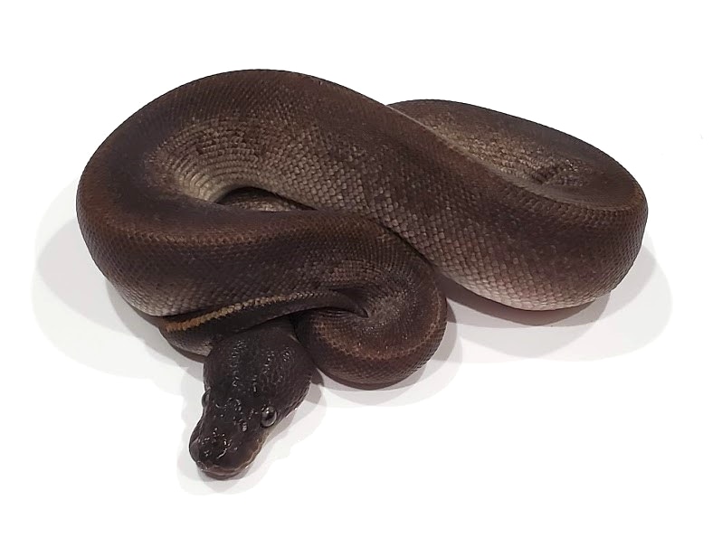 Super Mahogany Ball Python by SNB Reptiles - MorphMarket