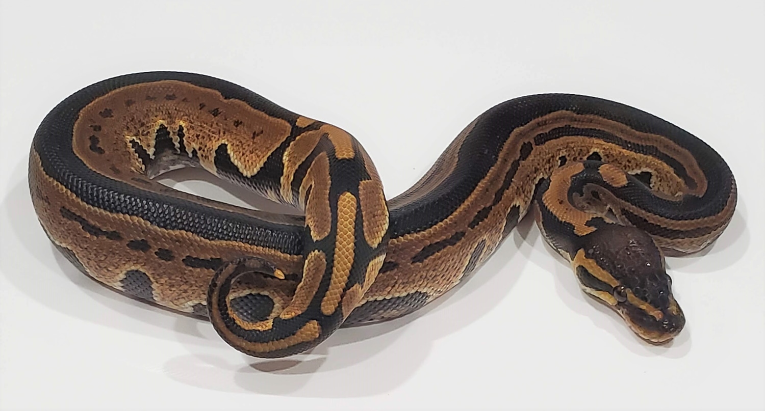 TSK Tri-Stripe Ball Python by SNB Reptiles - MorphMarket