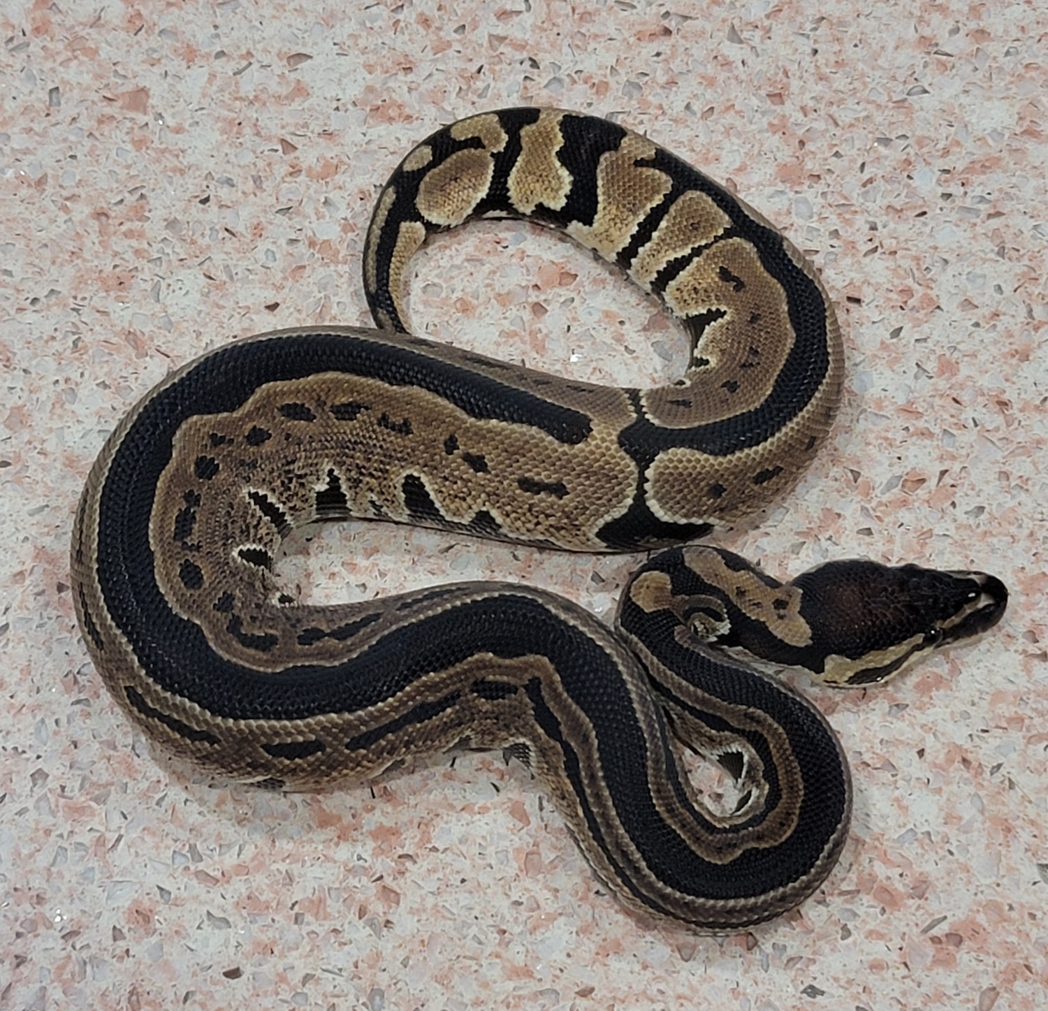 TSK Tri-Stripe Ball Python by SNB Reptiles - MorphMarket