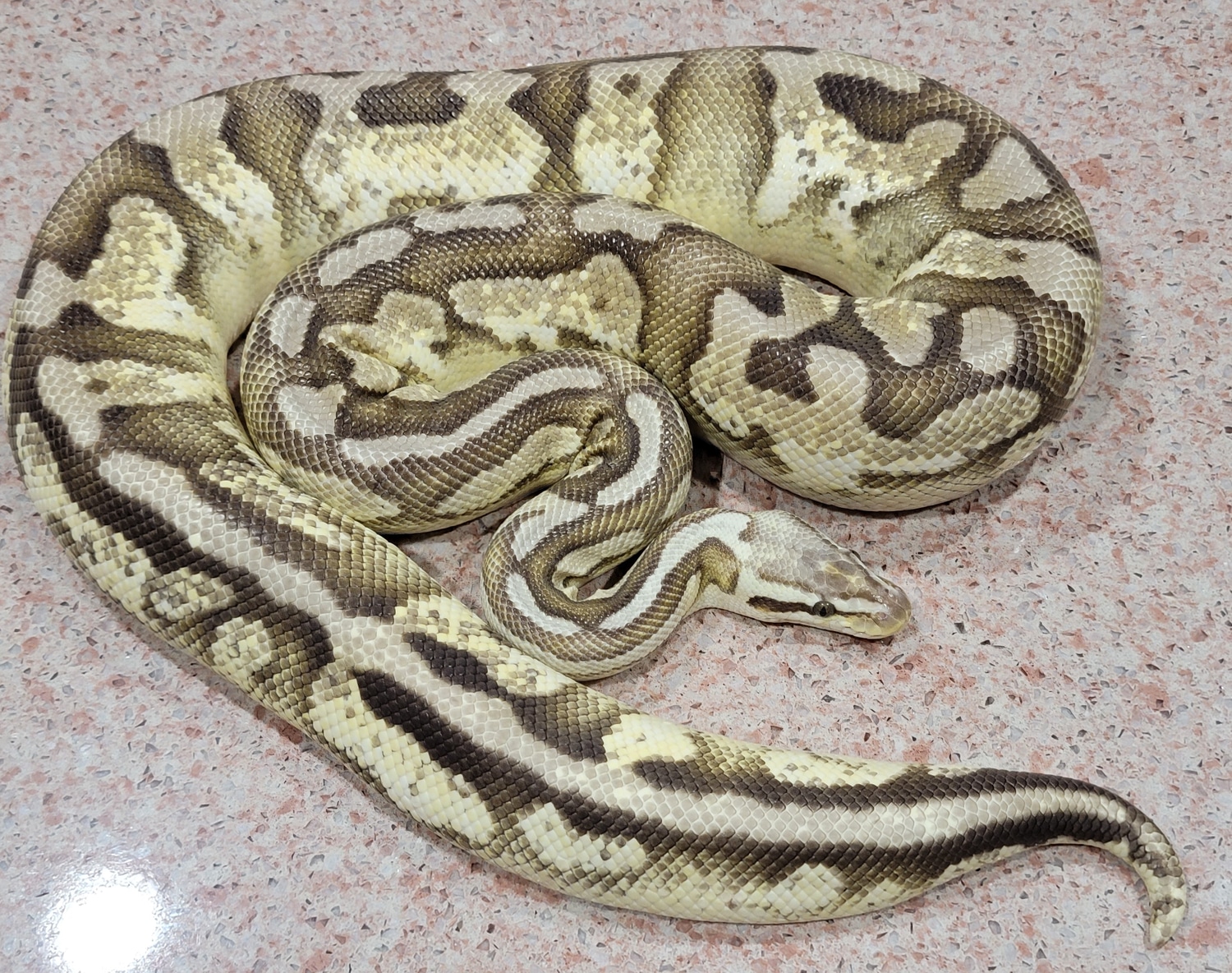 Firefly Calico(Flora & Fauna Line) Het Hypo Ball Python by SNB Reptiles ...