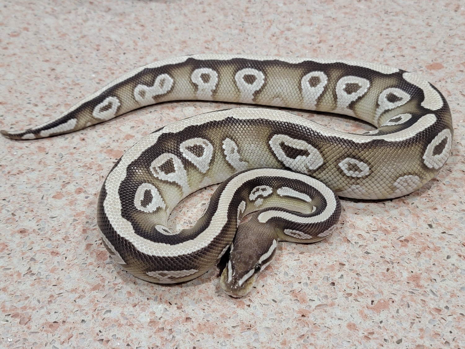 Cypress Mojave Ball Python by SNB Reptiles - MorphMarket