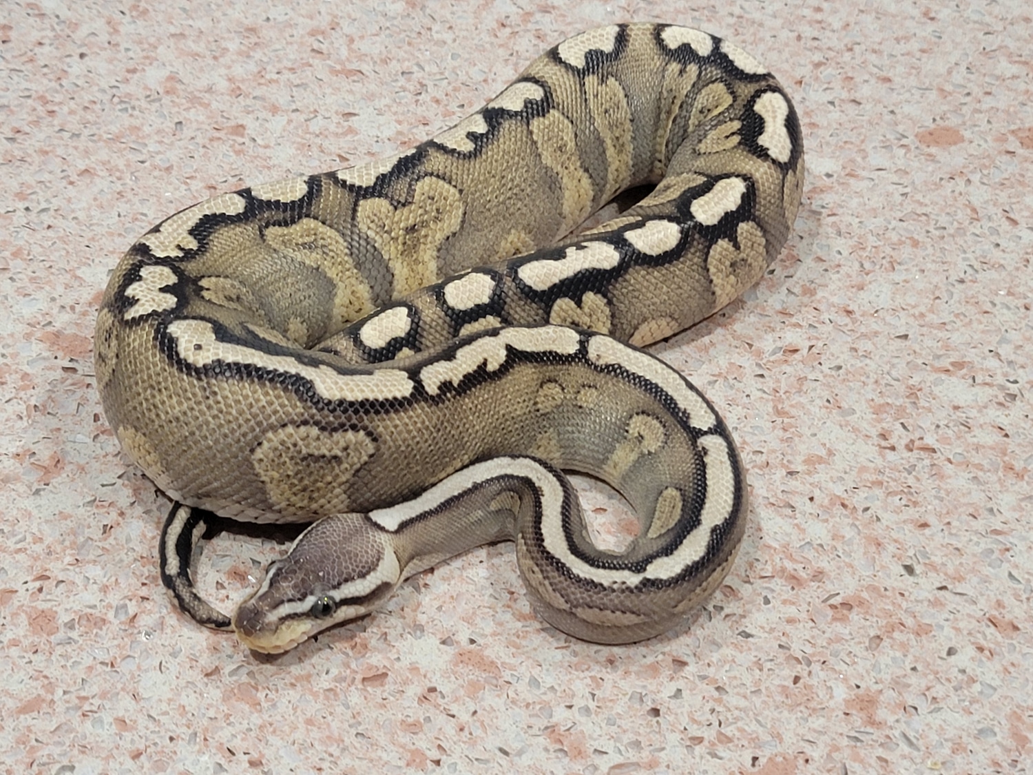 Pastel GHI Red Stripe Ball Python by SNB Reptiles - MorphMarket