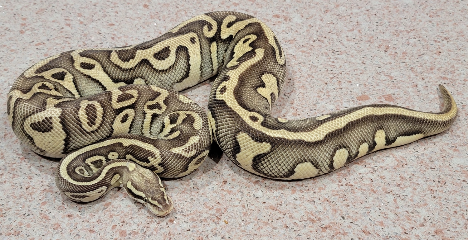 Pastel Leopard Het Russo Ball Python by SNB Reptiles - MorphMarket