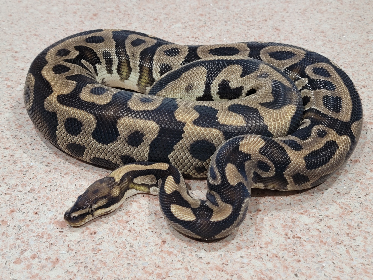 Proven Leopard Yellowbelly Het Pied RTB Ball Python by SNB Reptiles ...