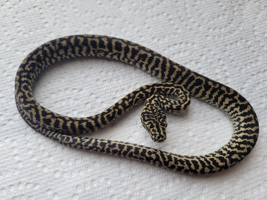 2024 Zebra German OC Jungle Carpet Python by Homegrown Reptilians