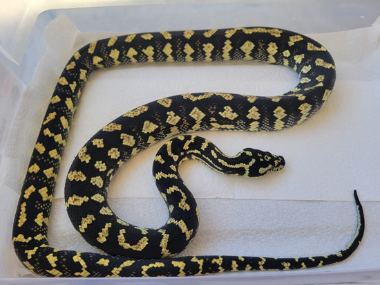 2014 WL Mutton Jungle Carpet Python by Homegrown Reptilians
