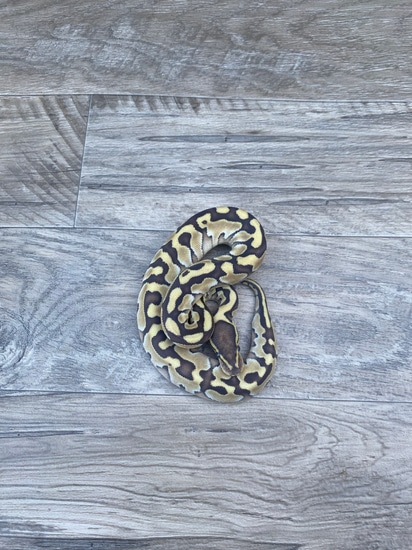Lesser Het Puzzle Ball Python by SV Morphs