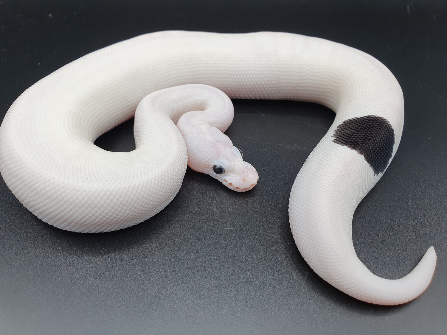 Panda Pied (Supercinnamon Pied) Ball Python by SD-Balls - MorphMarket
