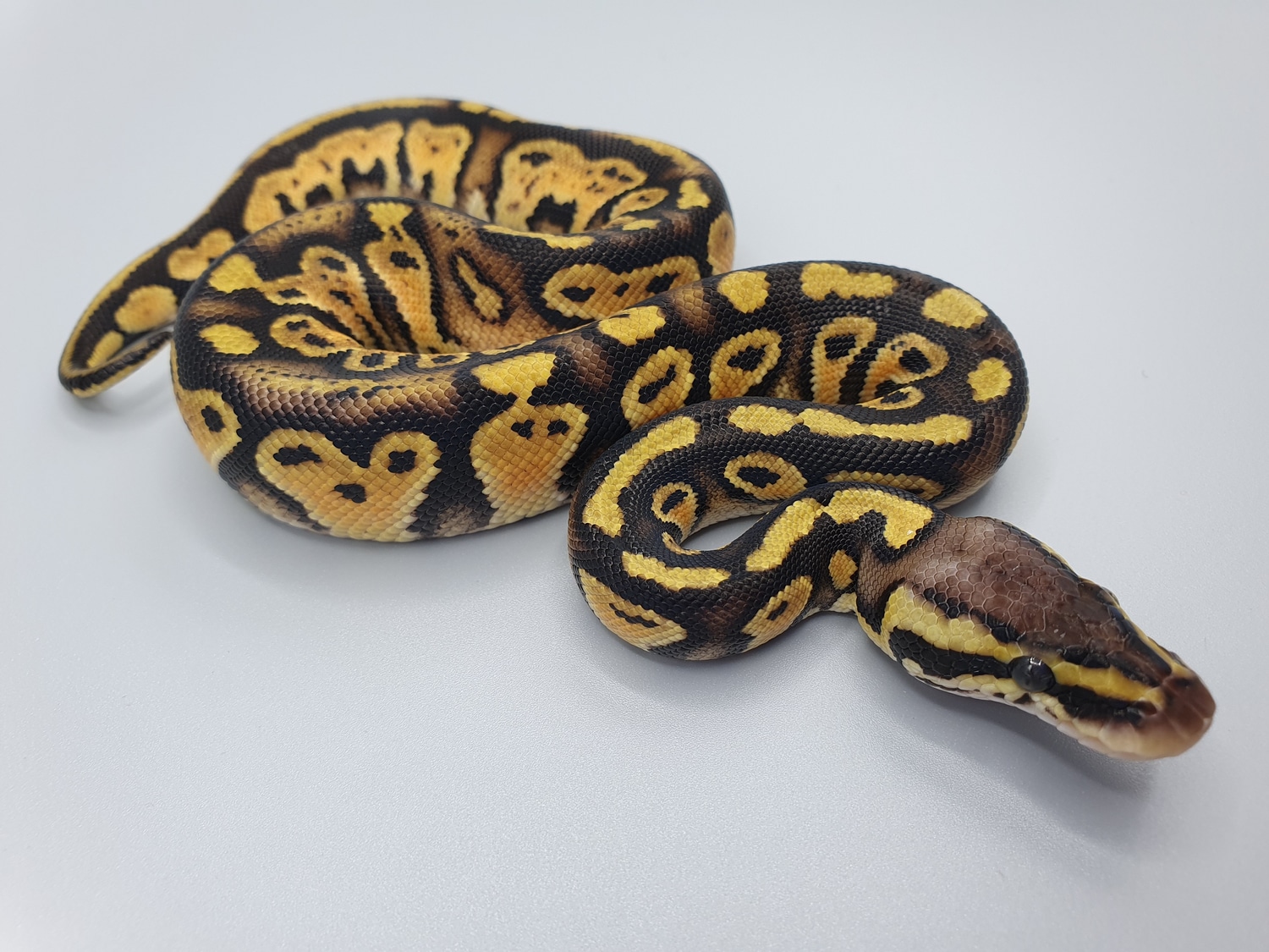 Stranger Pastel 100% Het. Clown Poss. Blade Ball Python by SD-Balls ...