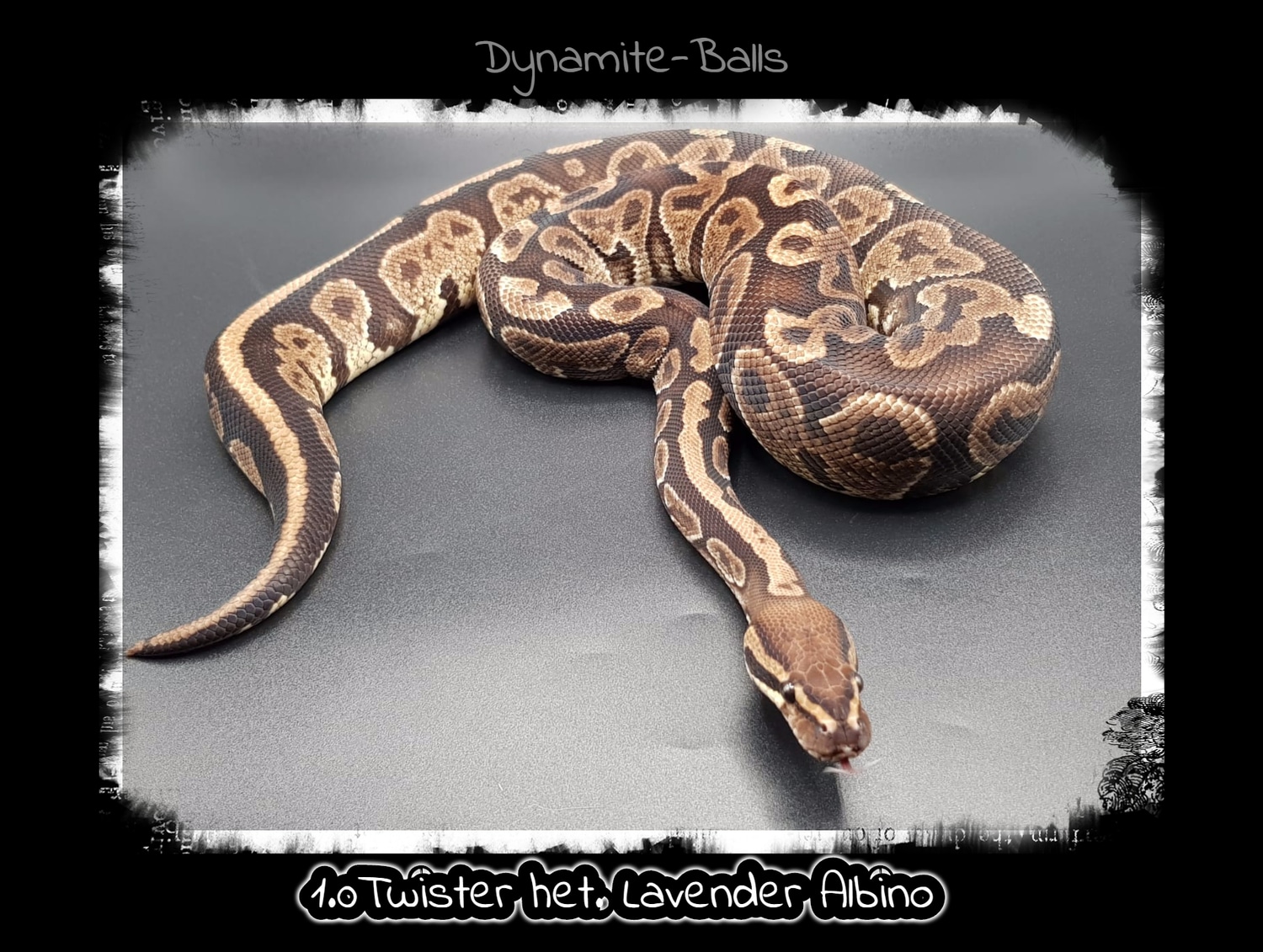 Twister Het. Lavender Albino Ball Python by Dynamite-Balls - MorphMarket