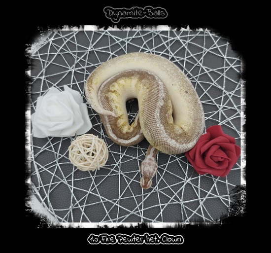 Fire Pewter Het. Clown Ball Python by Dynamite-Balls