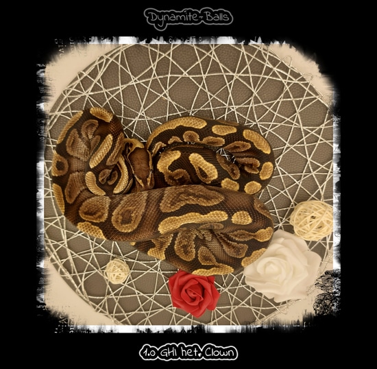 GHI Het Clown Ball Python by Dynamite-Balls