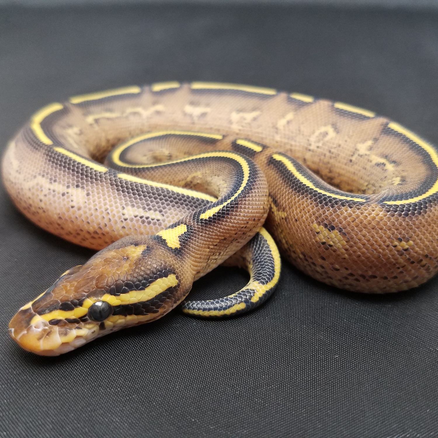 Freeway Ball Python by 281Pythons - MorphMarket