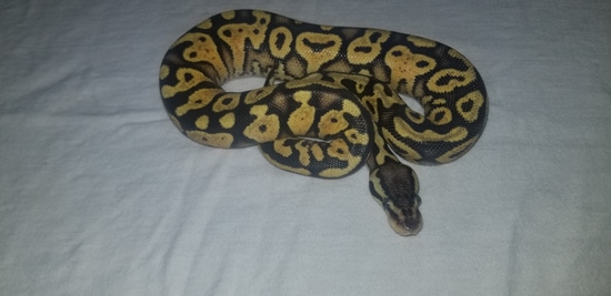 Firefly Yellowbelly Ball Python by Love 4 reptiles