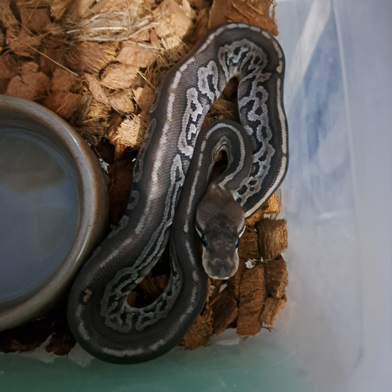 Gargoyle Paradox Ball Python by Love 4 reptiles