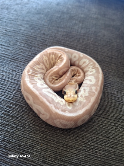 Banana Red Axanthic Ball Python by Rainy Day Reptiles