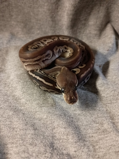 Gargoyle Ball Python by Rainy Day Reptiles