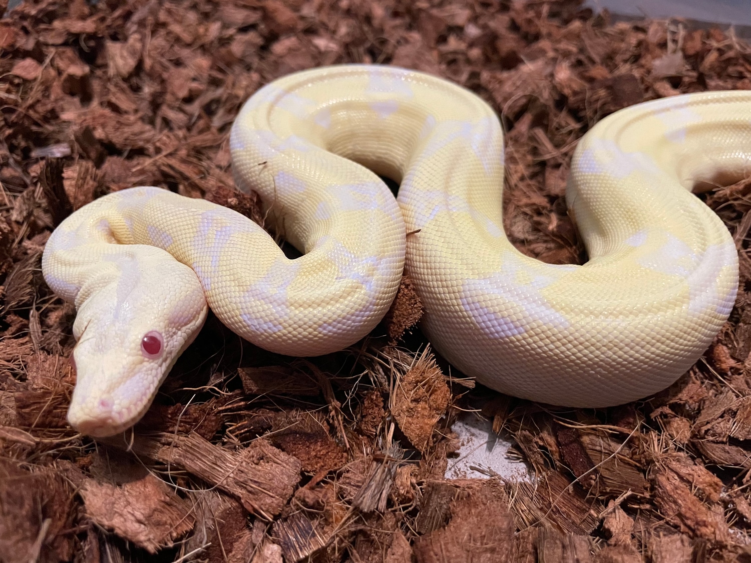 Sharp Snow Boa Constrictor by SwampBoas - MorphMarket