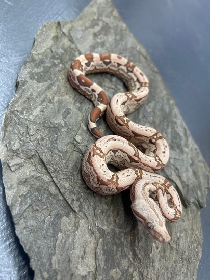 Arabesque VPI Boa Constrictor by SwampBoas